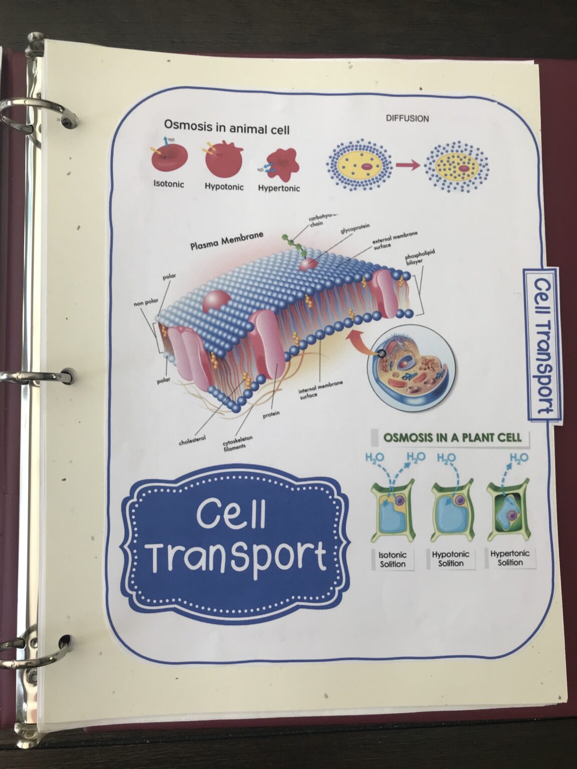 Tabbed Biology Binder Inserts Interactive Notebooks - Made By Teachers