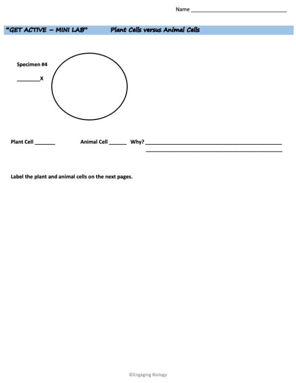 Cells Review Stations - Made By Teachers