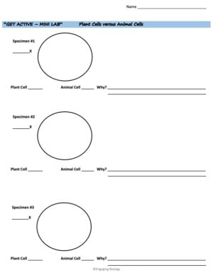 Cells Review Stations - Made By Teachers