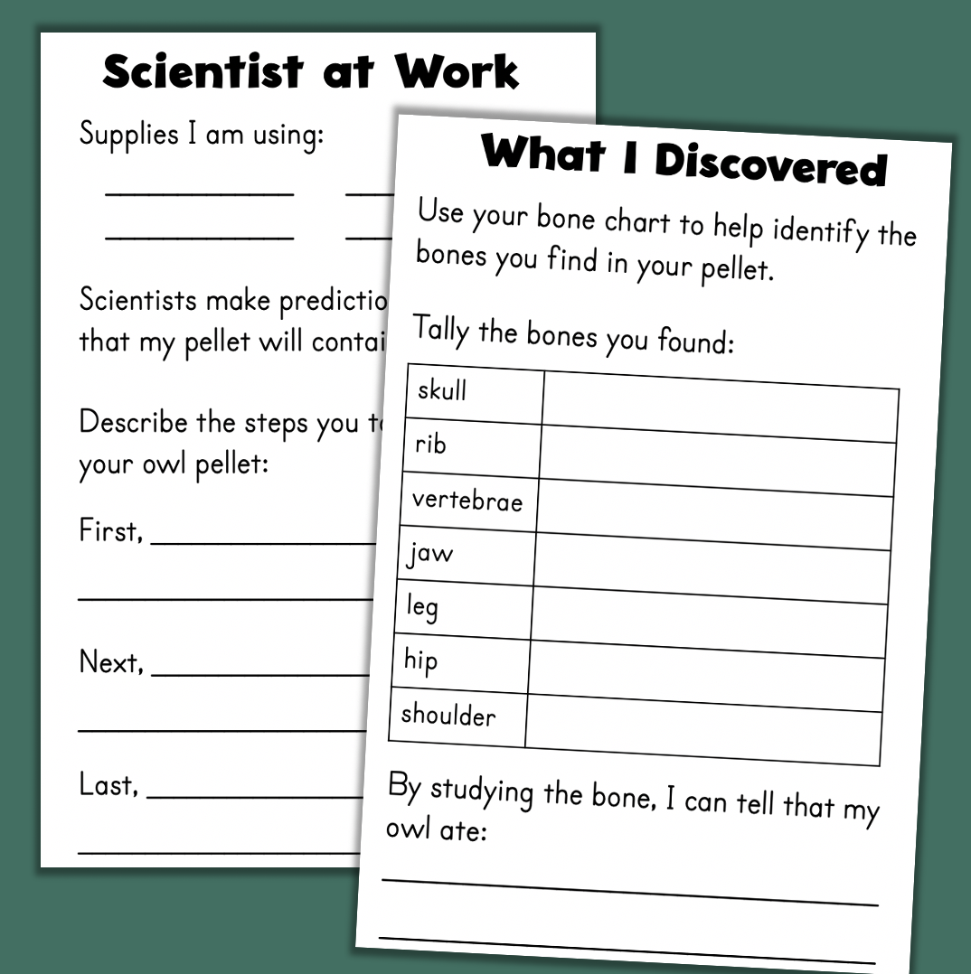 Owl Pellet Dissection Lab Journal OWLS Science Investigation - Made By ...