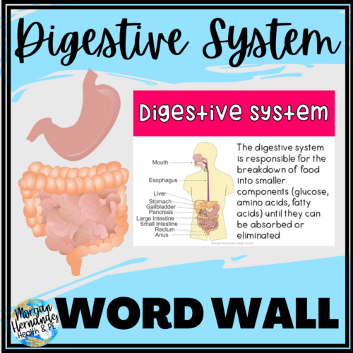 Digestive System Word Wall - Made By Teachers