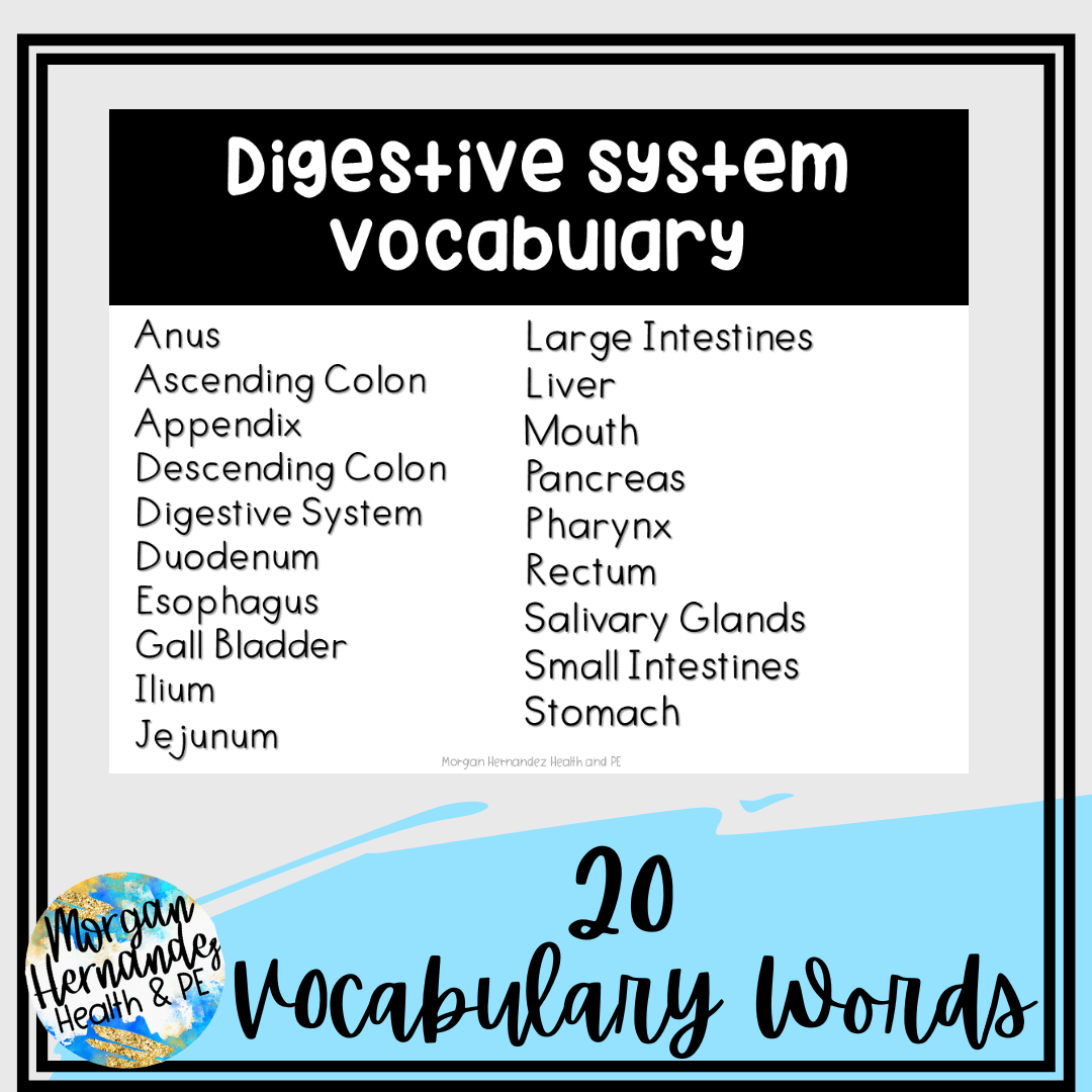 Digestive System Word Wall - Made By Teachers