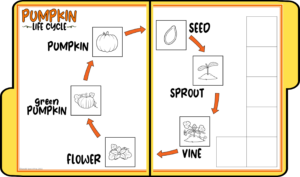 Life Cycle of a Pumpkin File Folder Games, Adapted Books, & Sequencing ...