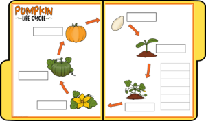 Life Cycle of a Pumpkin File Folder Games, Adapted Books, & Sequencing ...