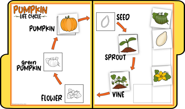 Life Cycle of a Pumpkin File Folder Games, Adapted Books, & Sequencing ...