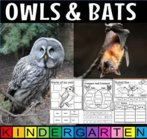 Bats and owls - Made By Teachers