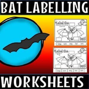 Bats and owls | Made By Teachers