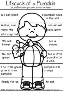 Pumpkin lifecycle - Made By Teachers