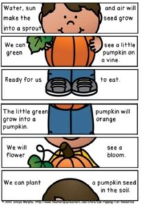 Pumpkin lifecycle - Made By Teachers