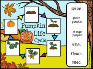Pumpkin life cycle resource | Made By Teachers