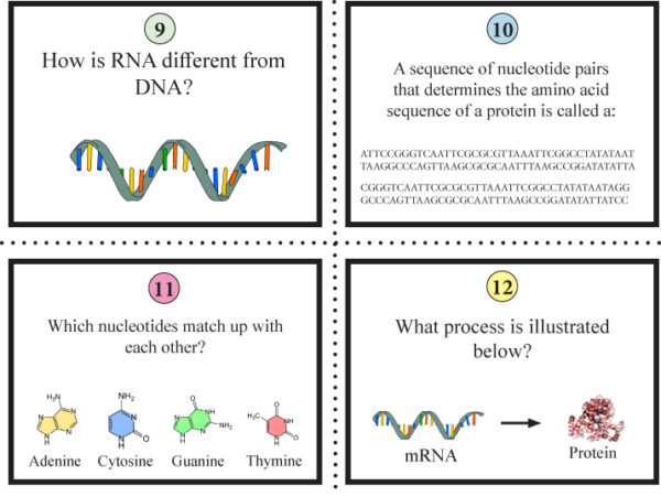 Genetics and Heredity Task Cards DNA Structure and DNA Replication ...