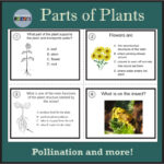 Plants and Parts of Plants Photosynthesis Task Cards | Made By Teachers