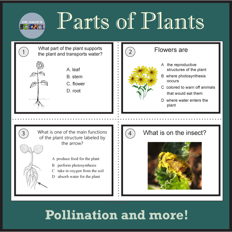 Plants and Parts of Plants Photosynthesis Task Cards | Made By Teachers