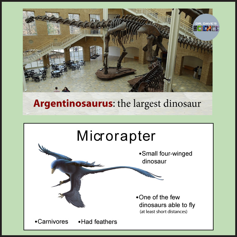 Dinosaurs PowerPoint Presentation - Made By Teachers