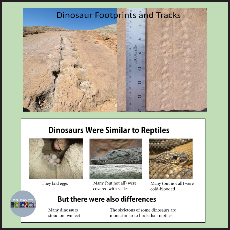 Dinosaurs PowerPoint Presentation - Made By Teachers
