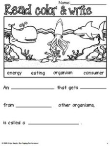Producer consumer and decomposer assessment - Made By Teachers