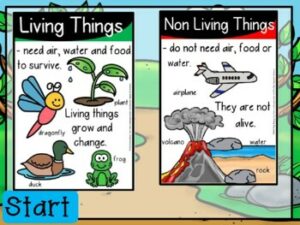 Living or non-living POWERPOINT GAME - Made By Teachers