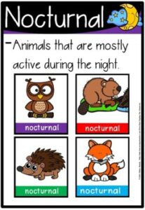 Nocturnal and diurnal Posters - Made By Teachers