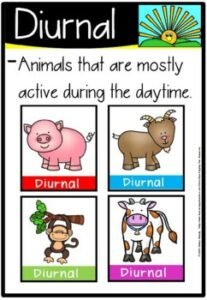 Nocturnal and diurnal Posters - Made By Teachers