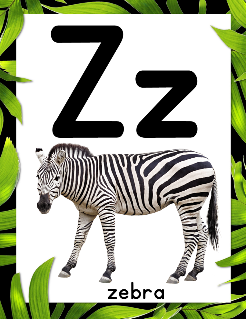 Animal Alphabet Posters with Real Pictures for Classroom Decor Set 1 ...