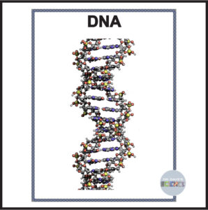 DNA and Genetics Posters - Made By Teachers