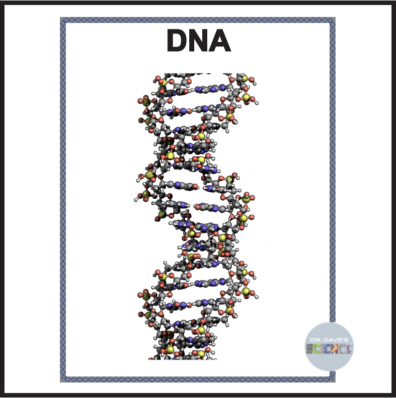 DNA and Genetics Posters - Made By Teachers