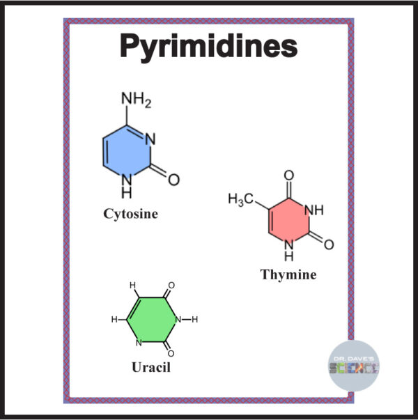 DNA and Genetics Posters - Made By Teachers