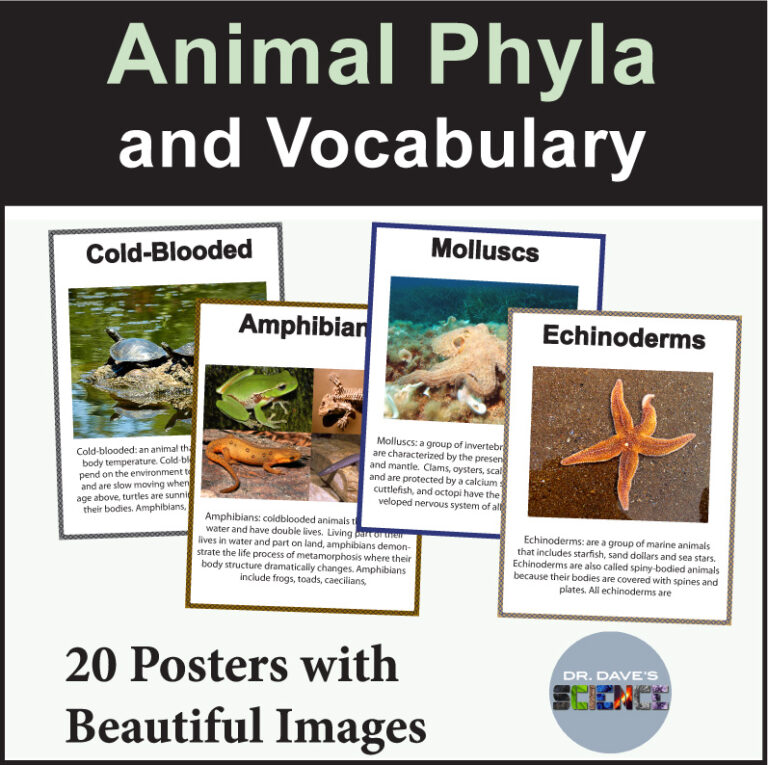 Animal Phyla Posters - Made By Teachers