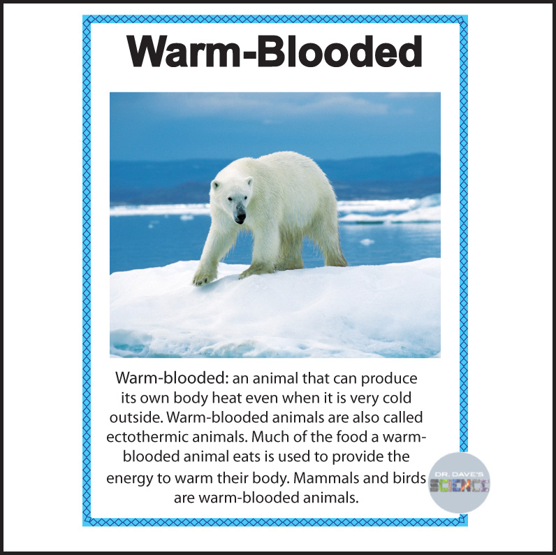 Animal Phyla Posters - Made By Teachers