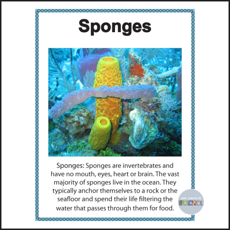 Animal Phyla Posters - Made By Teachers