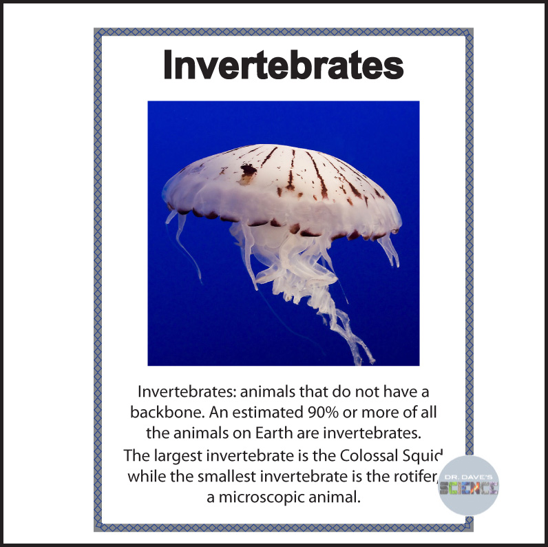 Animal Phyla Posters - Made By Teachers