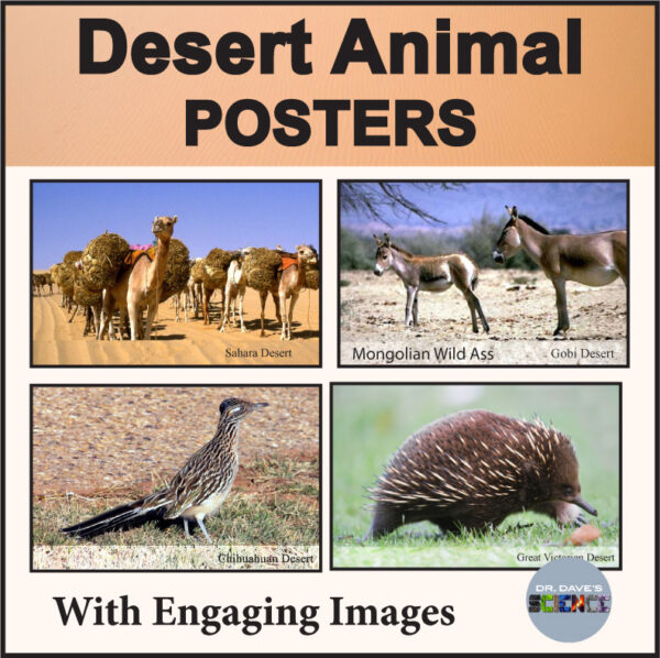 Desert Animal Posters - Made By Teachers