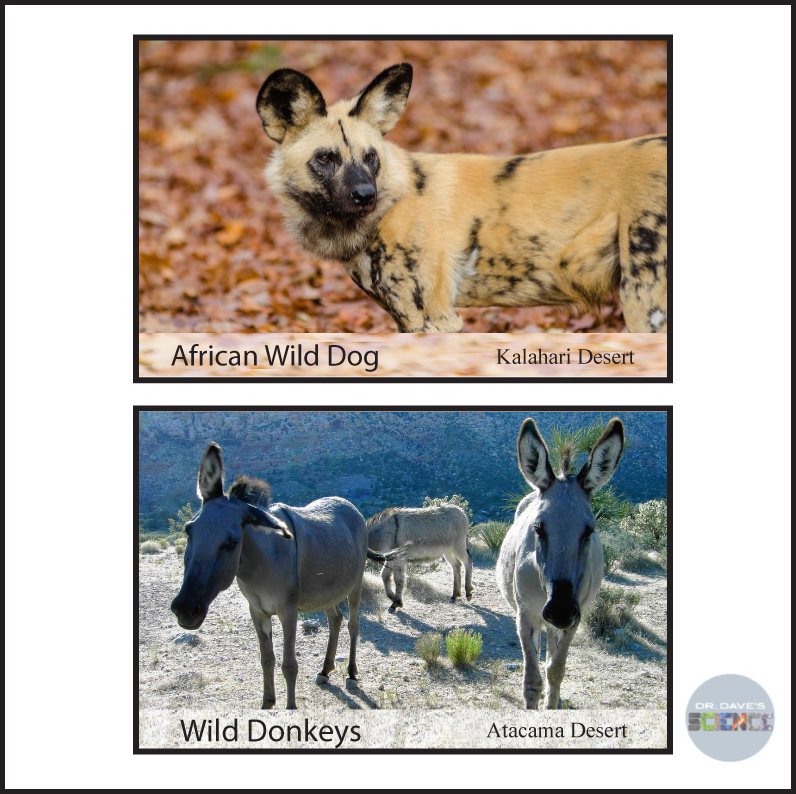 Desert Animal Posters | Made By Teachers