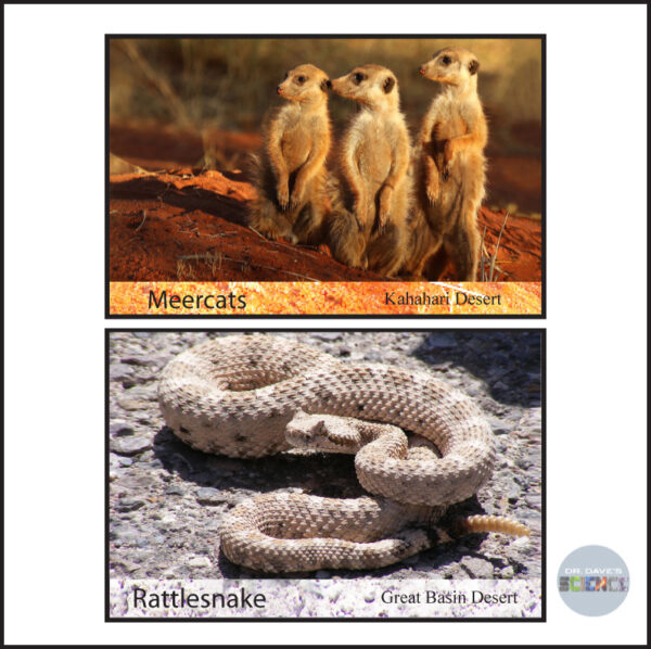 Desert Animal Posters | Made By Teachers