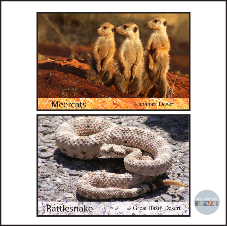 Desert Animal Posters | Made By Teachers