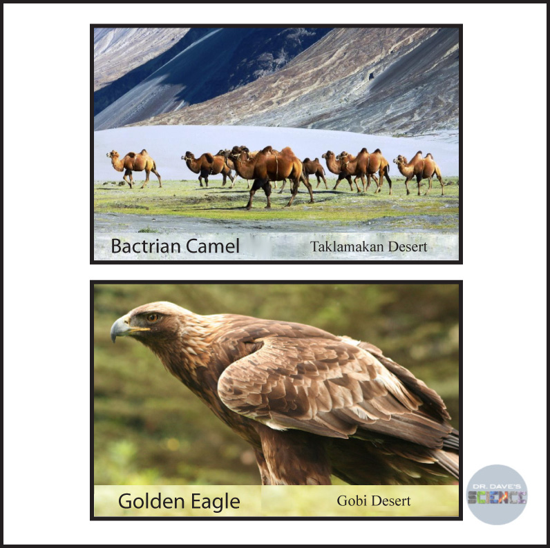 Desert Animal Posters | Made By Teachers