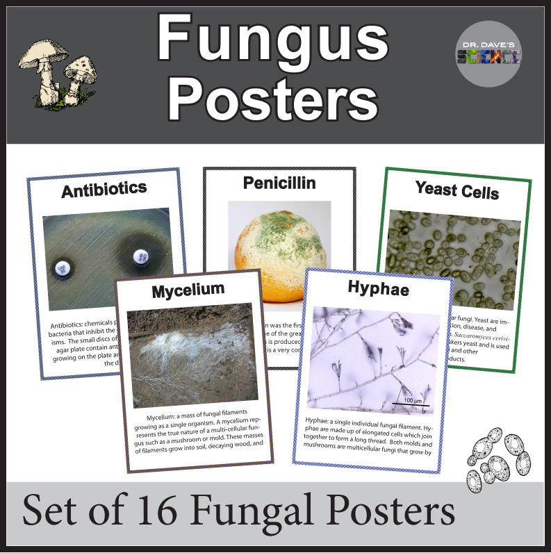 Fungus Posters Science Posters - Made By Teachers