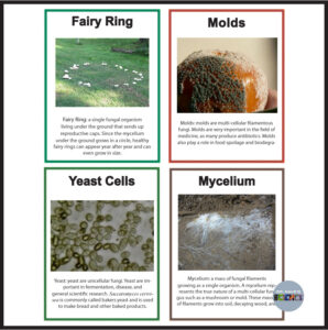 Fungus Posters Science Posters - Made By Teachers
