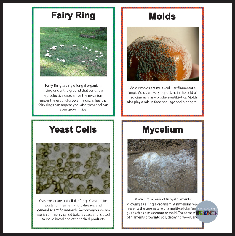 Fungus Posters Science Posters - Made By Teachers