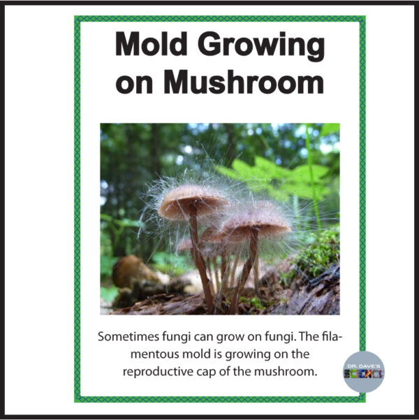 Fungus Posters Science Posters - Made By Teachers