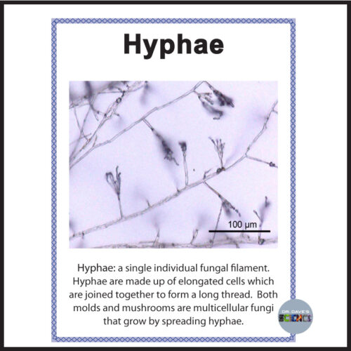 Fungus Posters Science Posters - Made By Teachers