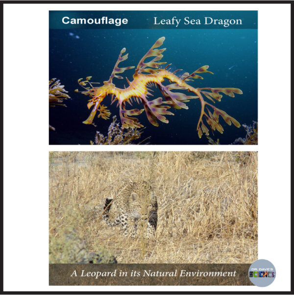 Camouflage Posters, Science Posters - Made By Teachers
