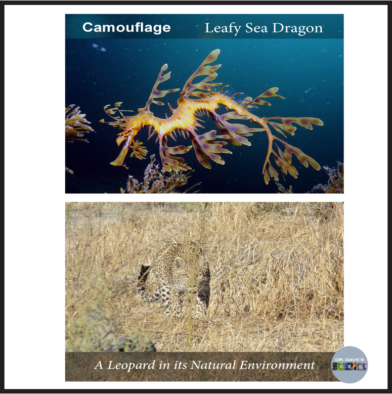 Camouflage Posters, Science Posters - Made By Teachers