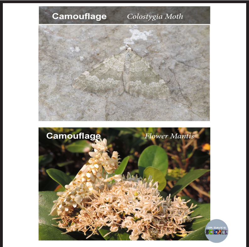 Camouflage Posters, Science Posters - Made By Teachers