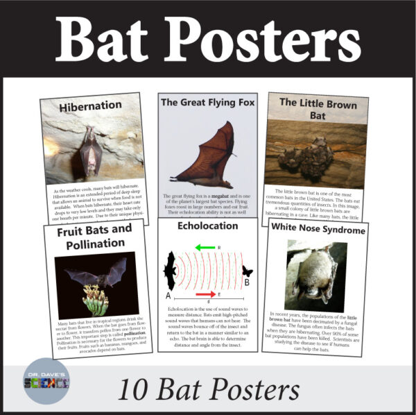 Bat Posters and Halloween Posters Bulletin Board with Informational ...