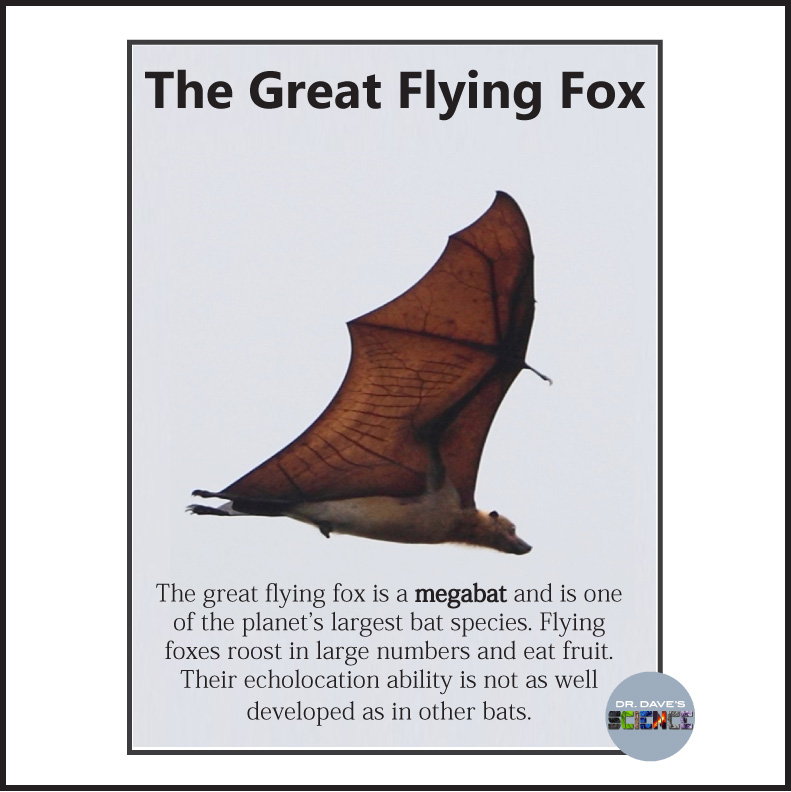 Bat Posters and Halloween Posters Bulletin Board with Informational ...