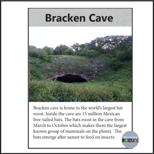 Bat Posters and Halloween Posters Bulletin Board with Informational ...