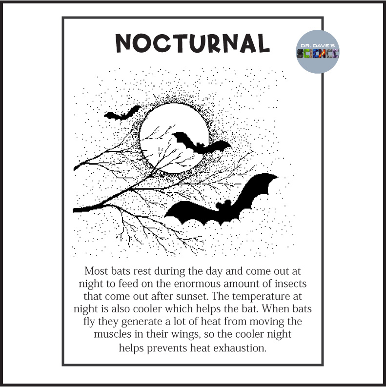 Bat Posters and Halloween Posters Bulletin Board with Informational ...