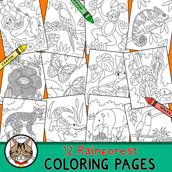 Rainforest Coloring Pages | Made By Teachers