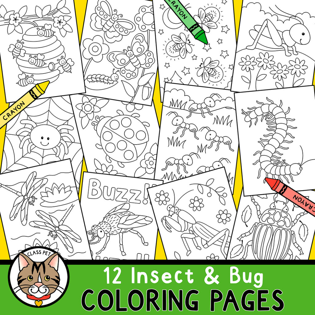 Insect and Bug Coloring Pages | Made By Teachers
